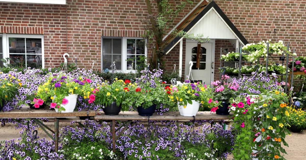 Grosse-Auswahl-ein-Blumen-bei-Budde-in-Dorsten - Dorsten Online